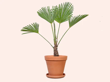 Goedkope winterharde Wagner palm? - Tripper.nl
