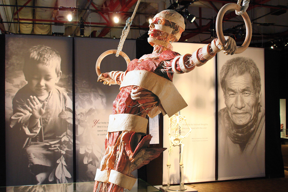 BODY WORLDS Brugge | Actieprijs € 15 (-21%) - Tripper.nl