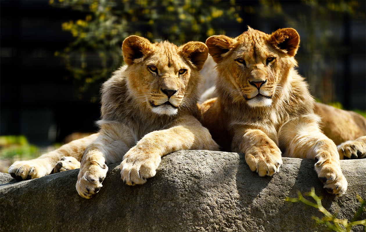 Tickets Parc Zoologique Parijs - Tripper.be
