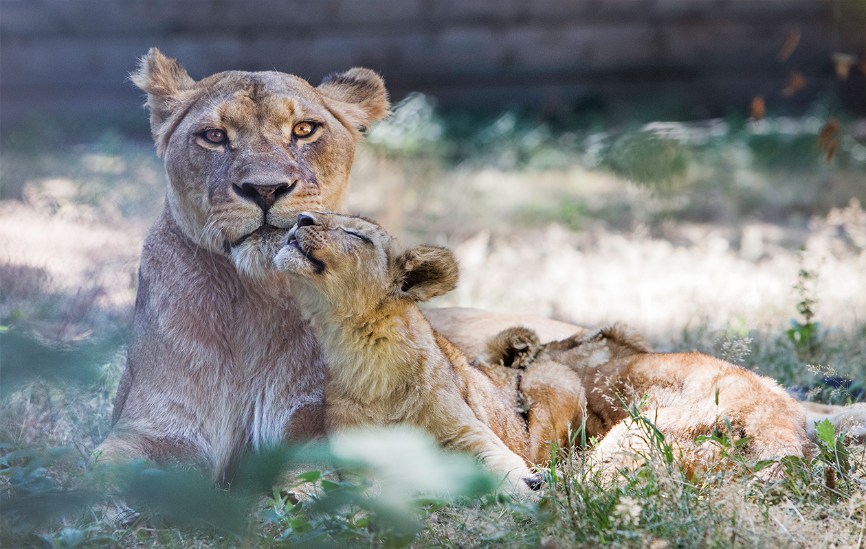 Thoiry Zoo Safari | 26,00 € (-10%) Zoo ET Safari - Tripper.fr