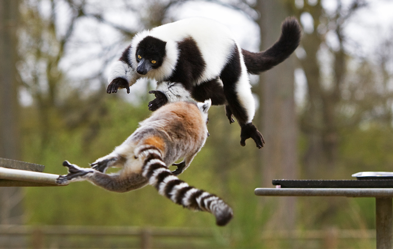 Thoiry Zoo Safari | 27 € (-10%) Zoo ET Safari - Tripper.fr