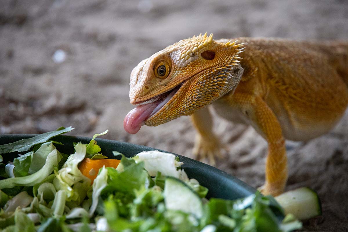 DoeZoo | Actieprijs € 6,50 (-32%) - Tripper.nl