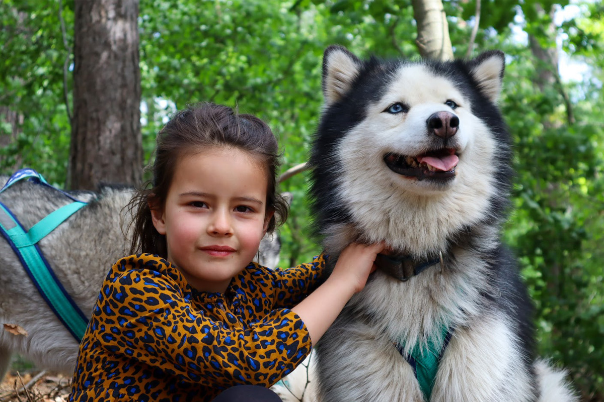 Dutch Husky Experience | Actieprijs € 39,95 (-20%) - Tripper.nl