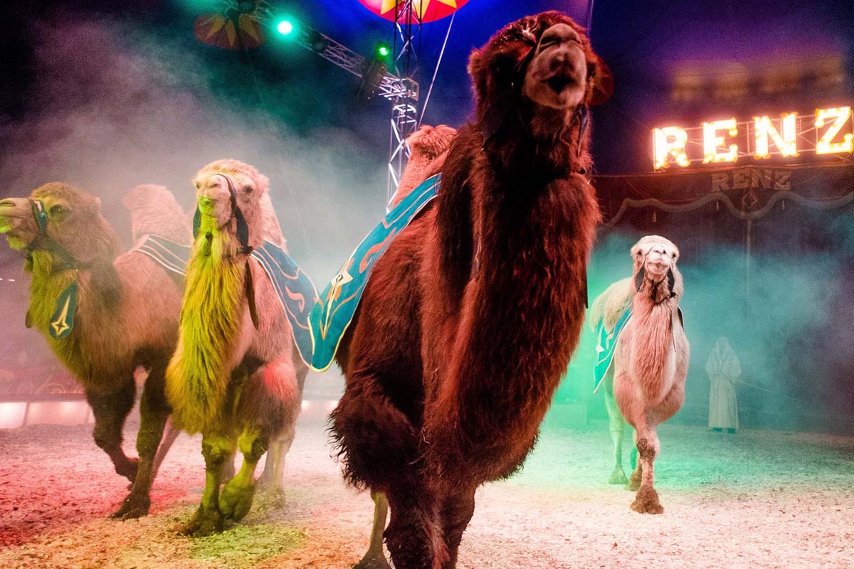 Circus Renz Berlin | Actieprijs € 14,50 (-39%) - Tripper.nl