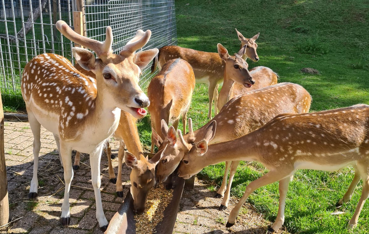 Steinerbos Belevenispark | Actieprijs € 8,50 (-32%) - Tripper.nl