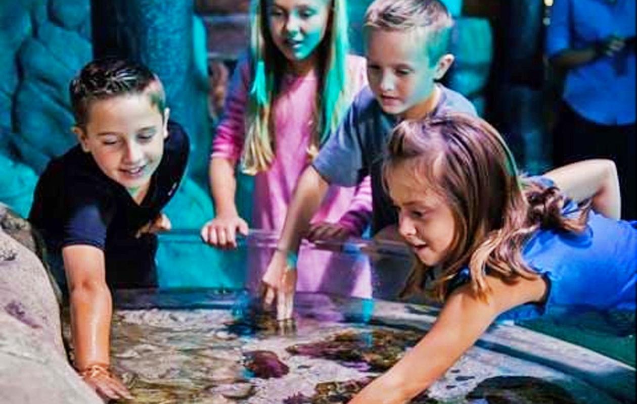 SEA LIFE Scheveningen | Actieprijs € 16,50 (-25%) - Tripper.nl